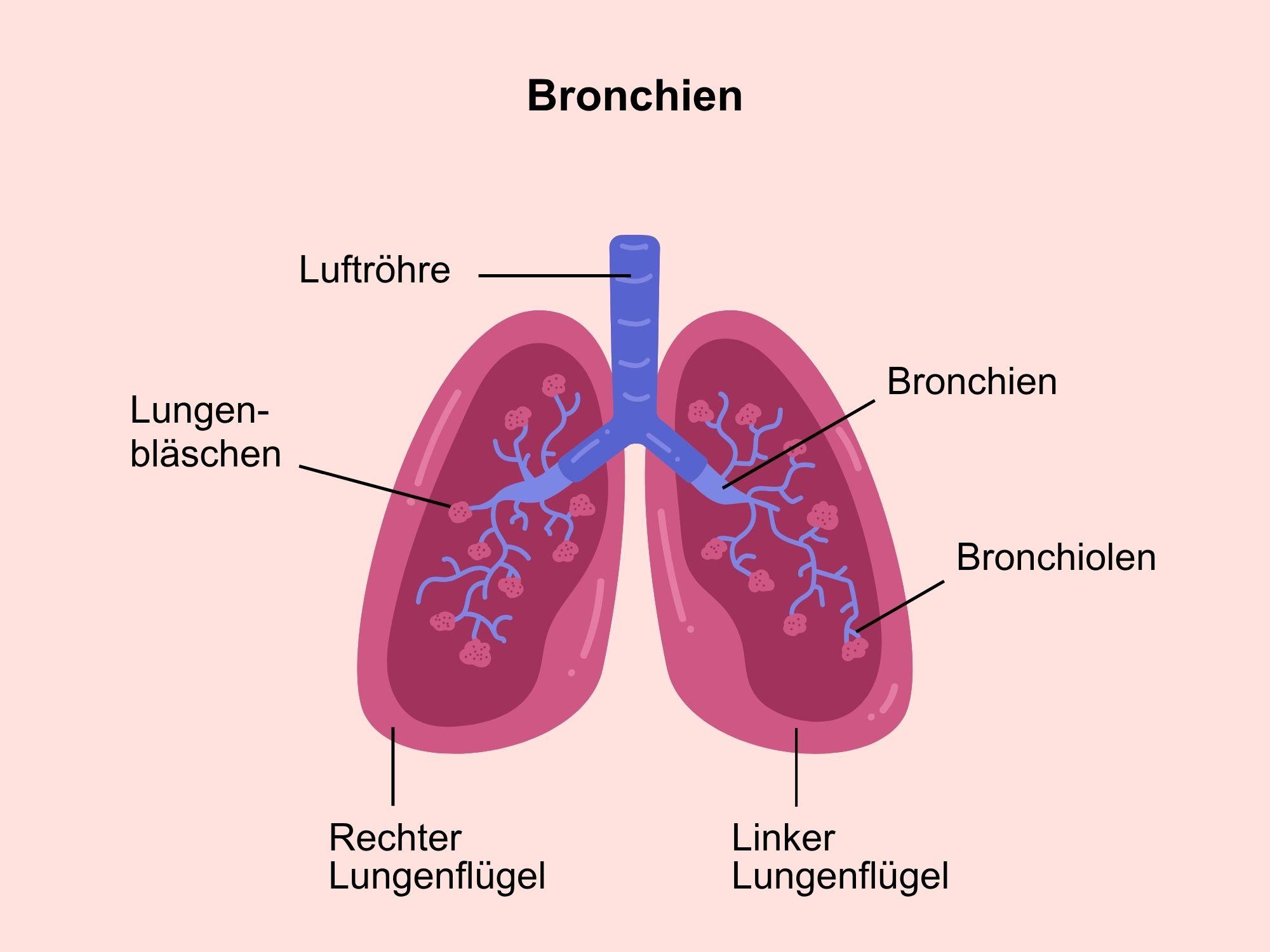 Bronchien: Aufgabe & Krankheiten | Schwabe Austria