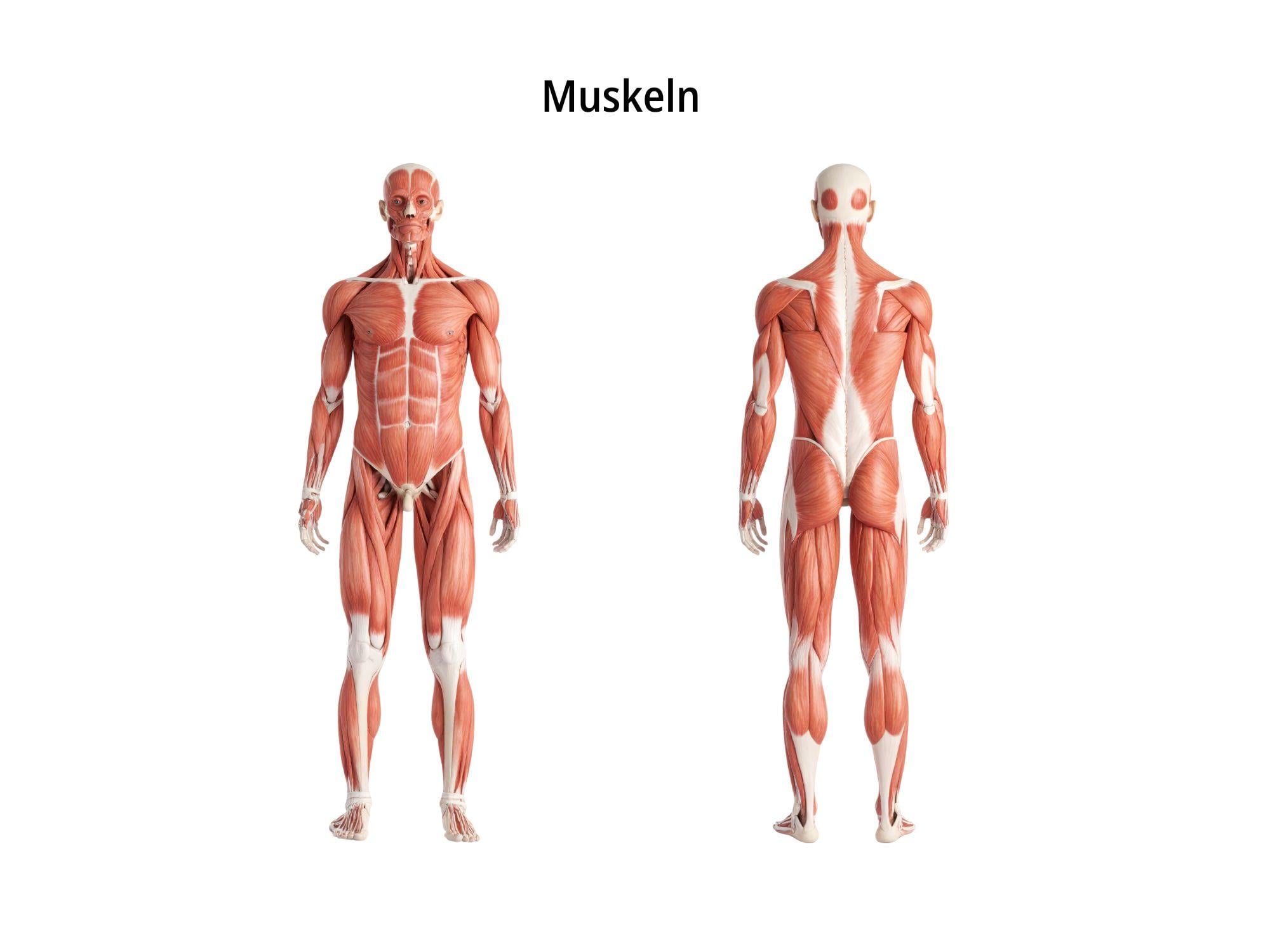 Muskeln: Aufbau & Funktion | Schwabe Austria