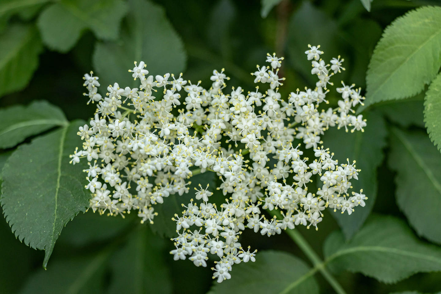 Holunder im Garten | Schwabe Austria