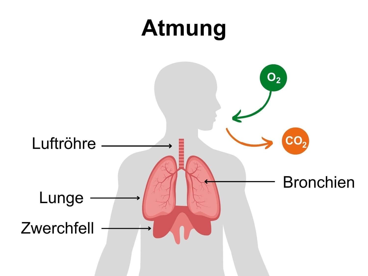 Atmung: So funktioniert das Atmen | Schwabe Austria
