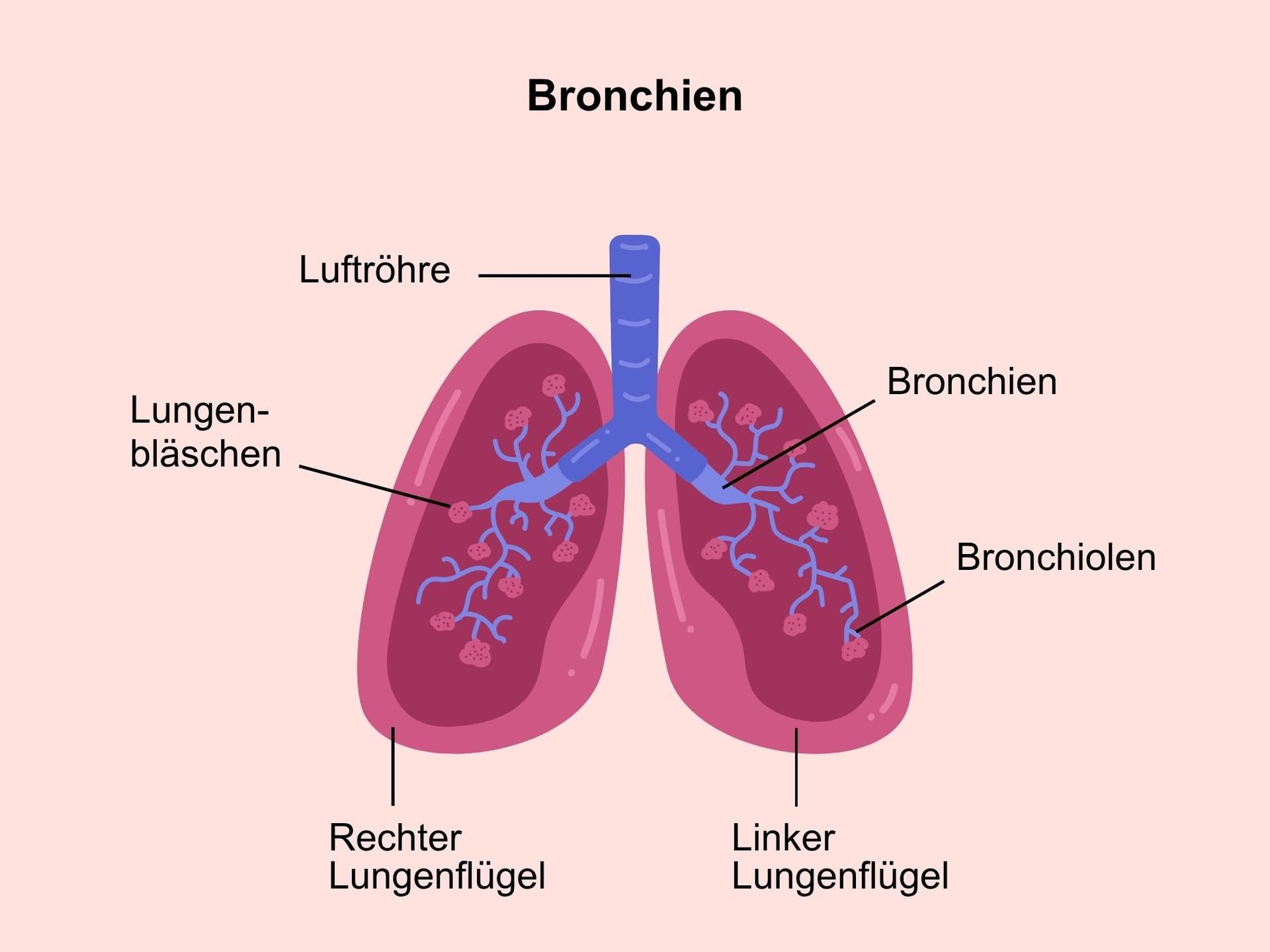 Bronchien: Aufgabe & Krankheiten | Schwabe Austria
