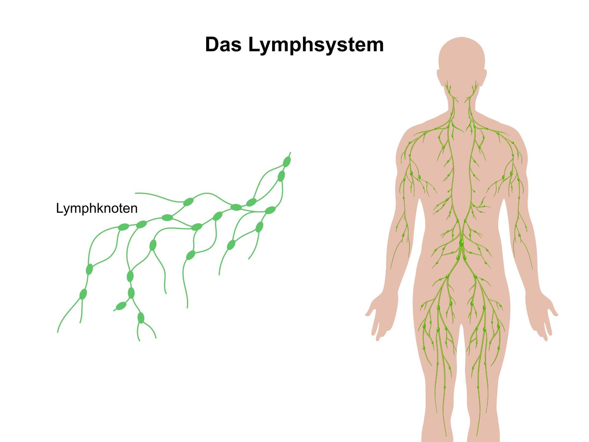Das Lymphsystem | Schwabe Austria