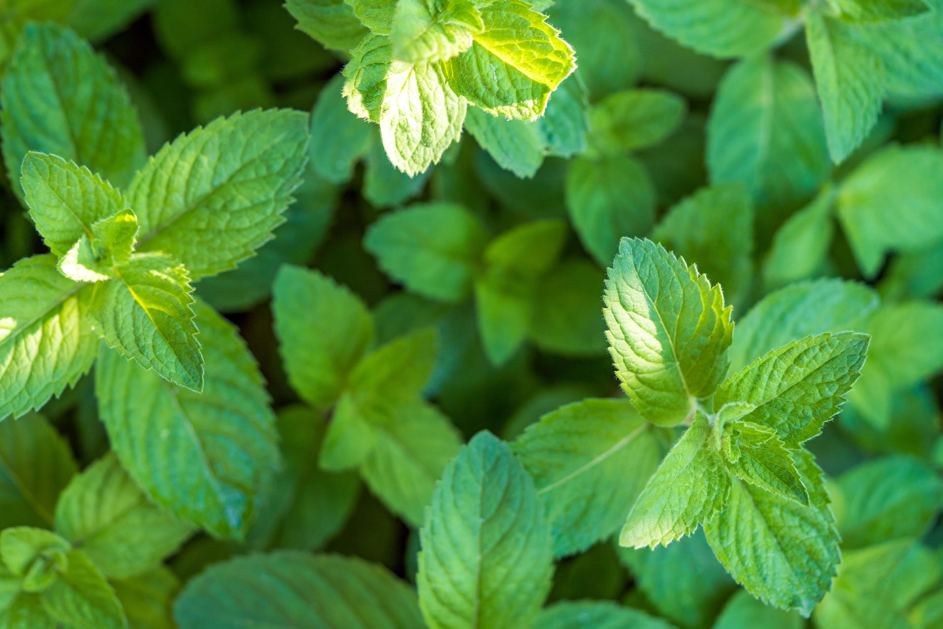 Minze anbauen: Im Garten & im Topf | Schwabe Austria