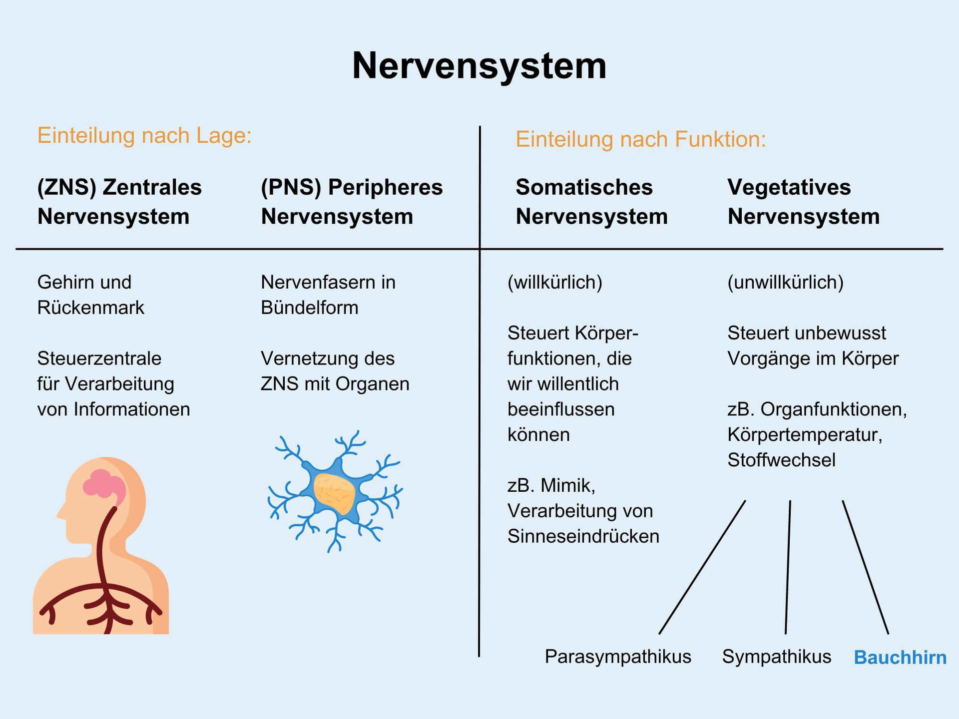 Das menschliche Nervensystem | Schwabe Austria