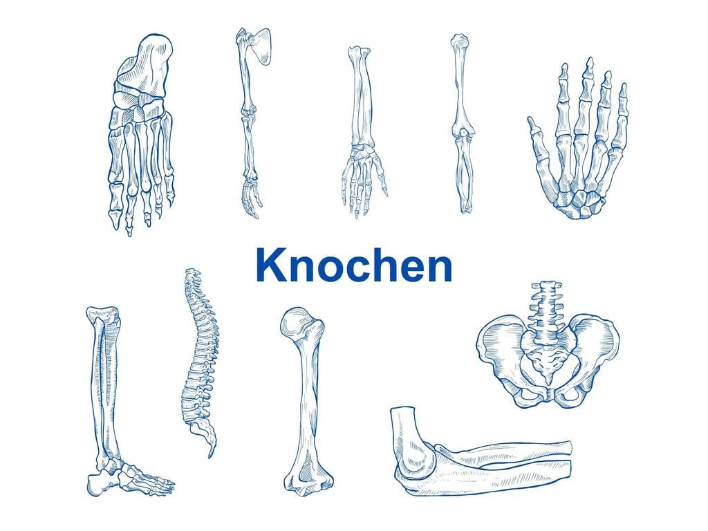 Knochen: Funktion & Aufbau | Schwabe Austria